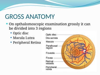 ANATOMY OF RETINA.pptx anatomy of retina | PPTX
