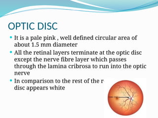 ANATOMY OF RETINA.pptx anatomy of retina | PPTX