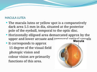 ANATOMY OF RETINA.pptx anatomy of retina | PPTX
