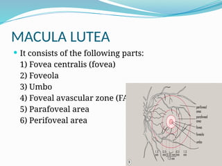 ANATOMY OF RETINA.pptx anatomy of retina | PPTX