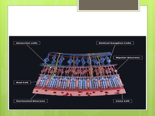 Anatomy of Retina.pptx it's layers and functions | PPTX