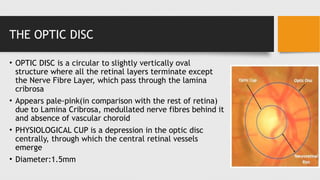 ANATOMY OF Retina details with intro-rao.pptx