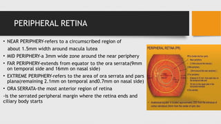 ANATOMY OF Retina details with intro-rao.pptx