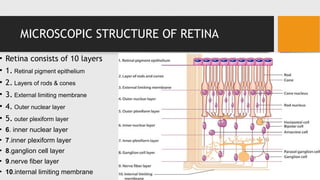ANATOMY OF Retina details with intro-rao.pptx