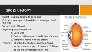 ANATOMY OF Retina details with intro-rao.pptx