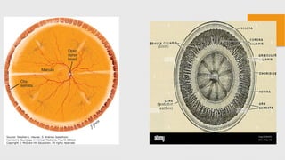 ANATOMY OF Retina details with intro-rao.pptx