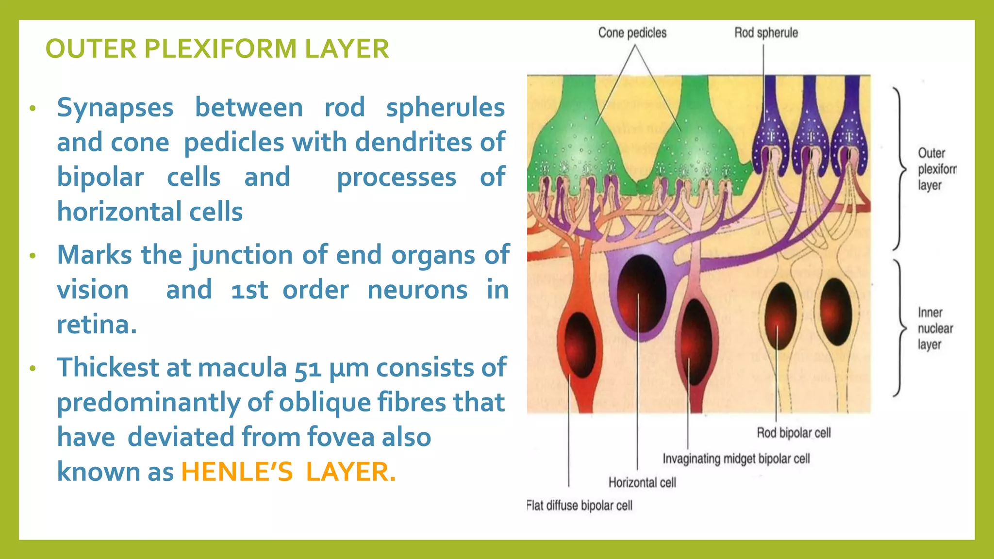 ANATOMY OF RETINA - DR.RUTHRA.pptx
