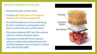 ANATOMY OF RETINA - DR.RUTHRA.pptx