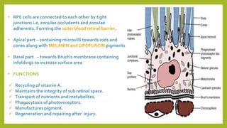 ANATOMY OF RETINA - DR.RUTHRA.pptx