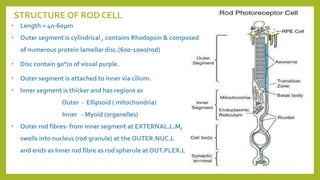 ANATOMY OF RETINA - DR.RUTHRA.pptx