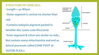 ANATOMY OF RETINA - DR.RUTHRA.pptx