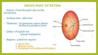ANATOMY OF RETINA - DR.RUTHRA.pptx