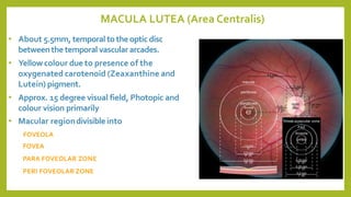 ANATOMY OF RETINA - DR.RUTHRA.pptx