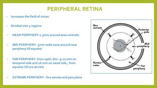 ANATOMY OF RETINA - DR.RUTHRA.pptx