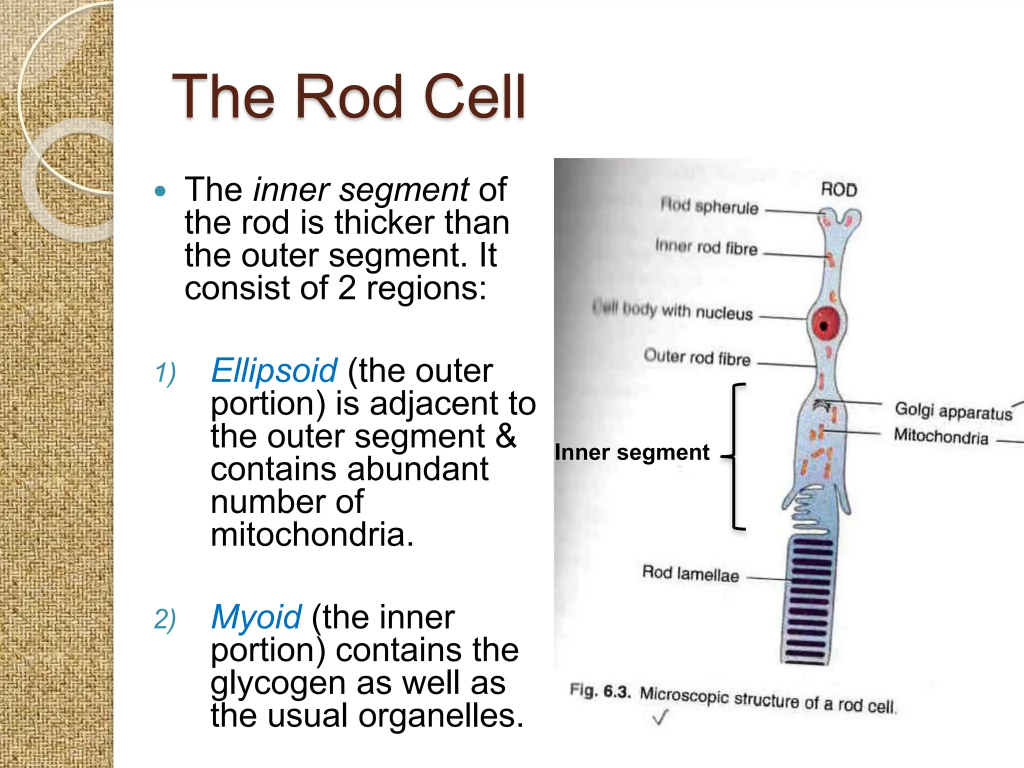 anatomyofretina2-200507105652and dev.pdf