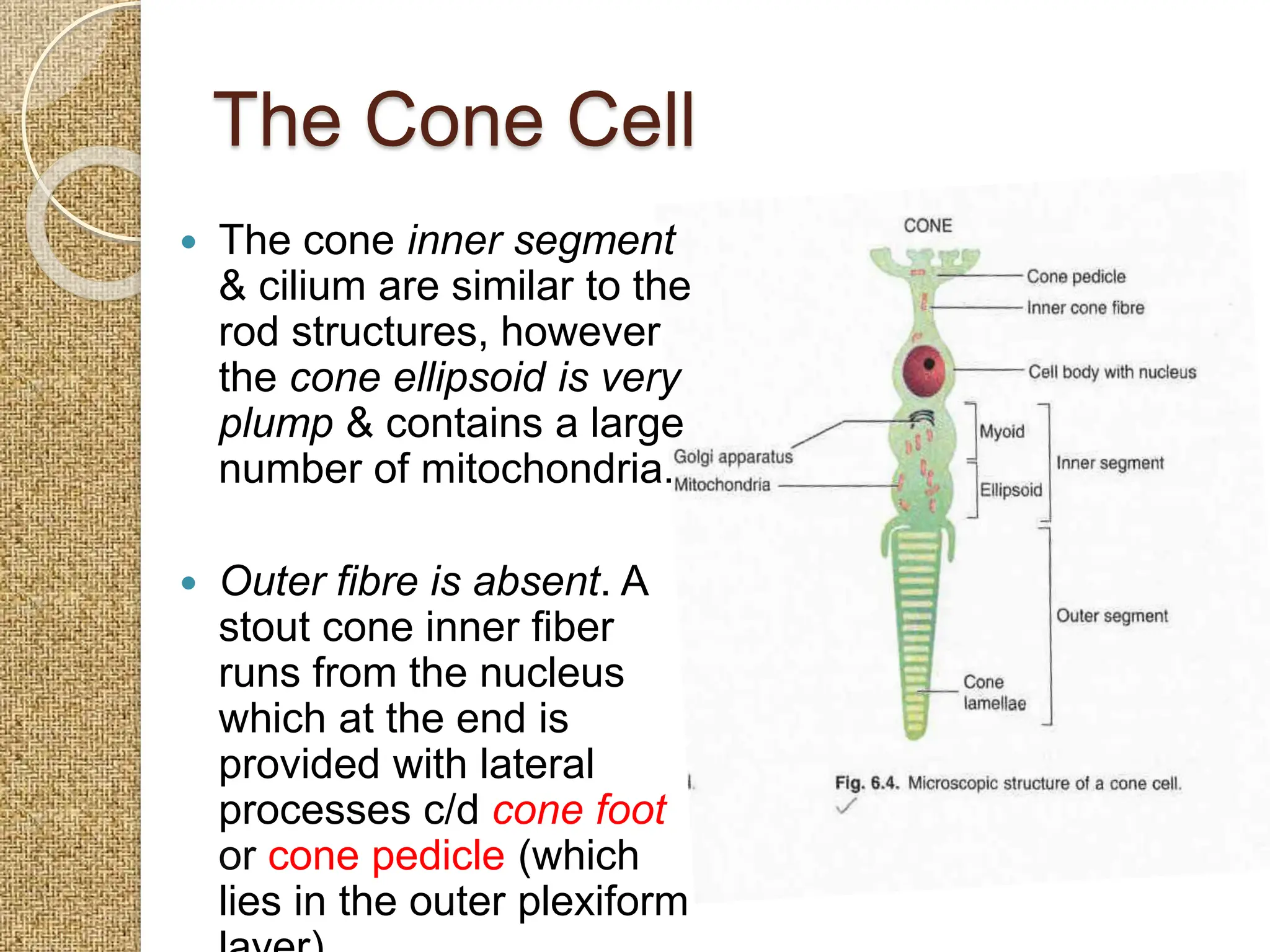 anatomyofretina2-200507105652and dev.pdf