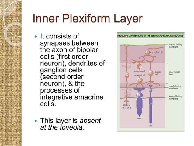 anatomyofretina2-200507105652and dev.pdf