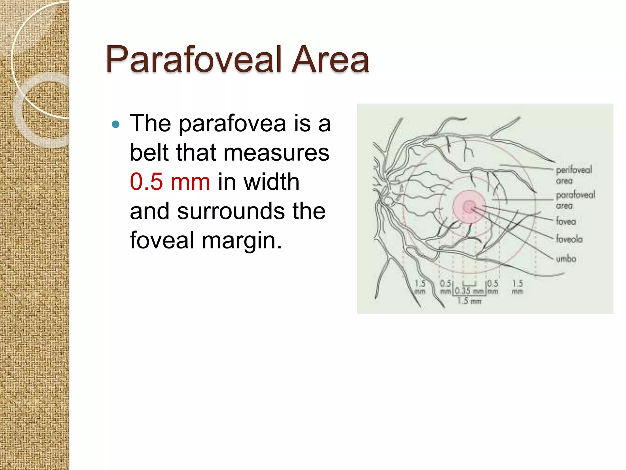 Anatomy of retina | PPTX | Eye and Vision Conditions | Diseases and ...