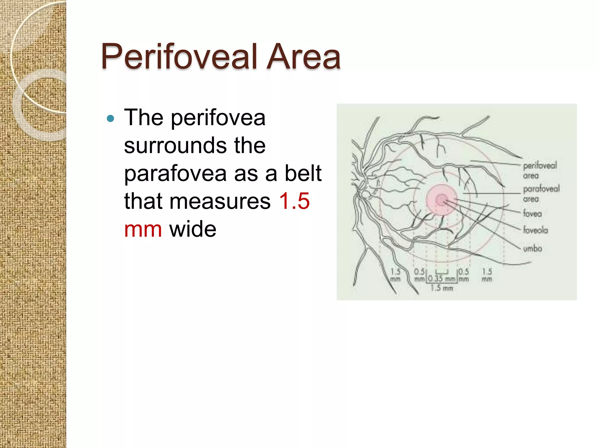 Anatomy of retina | PPTX | Eye and Vision Conditions | Diseases and ...