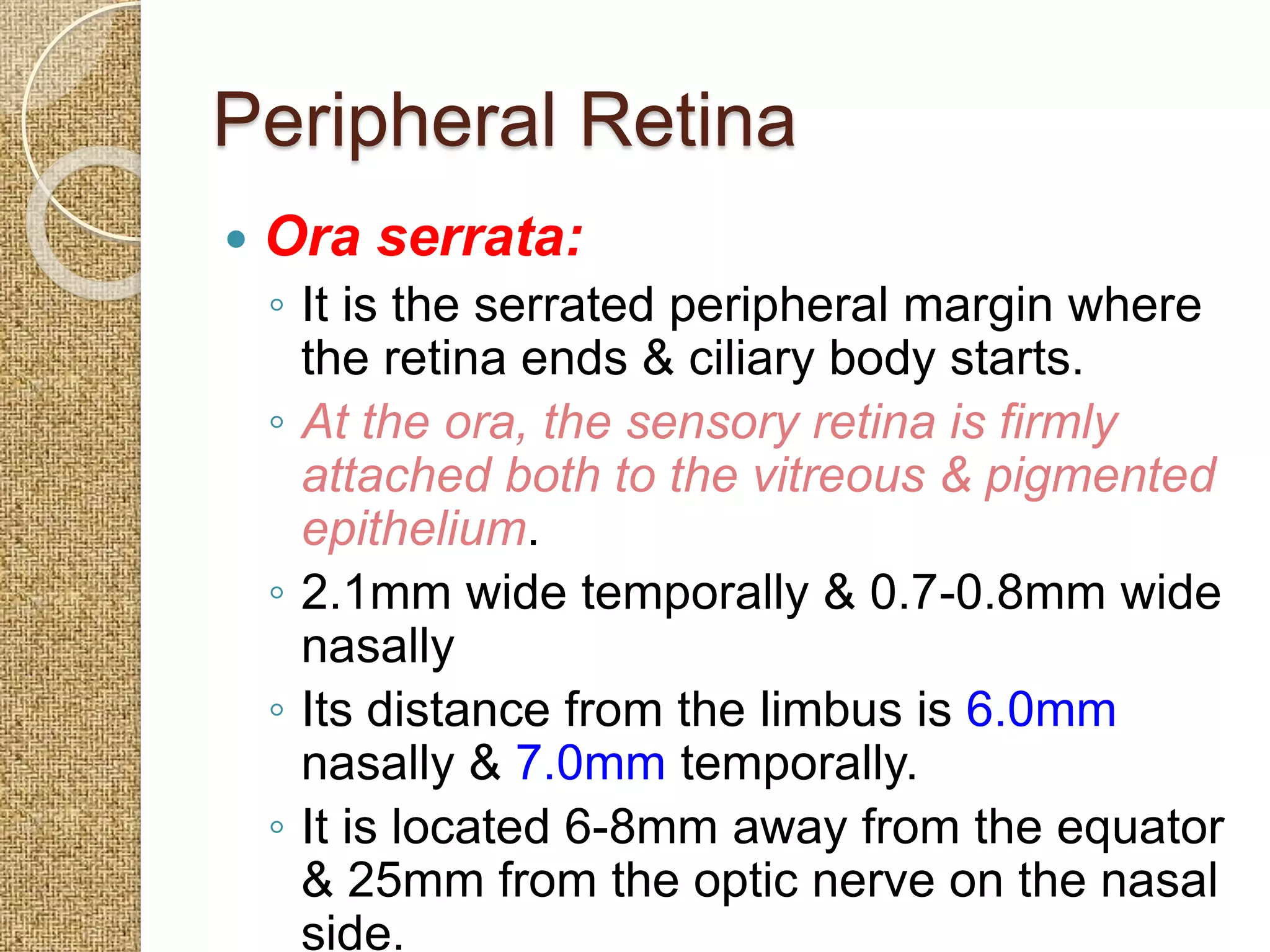 Anatomy of retina | PPTX