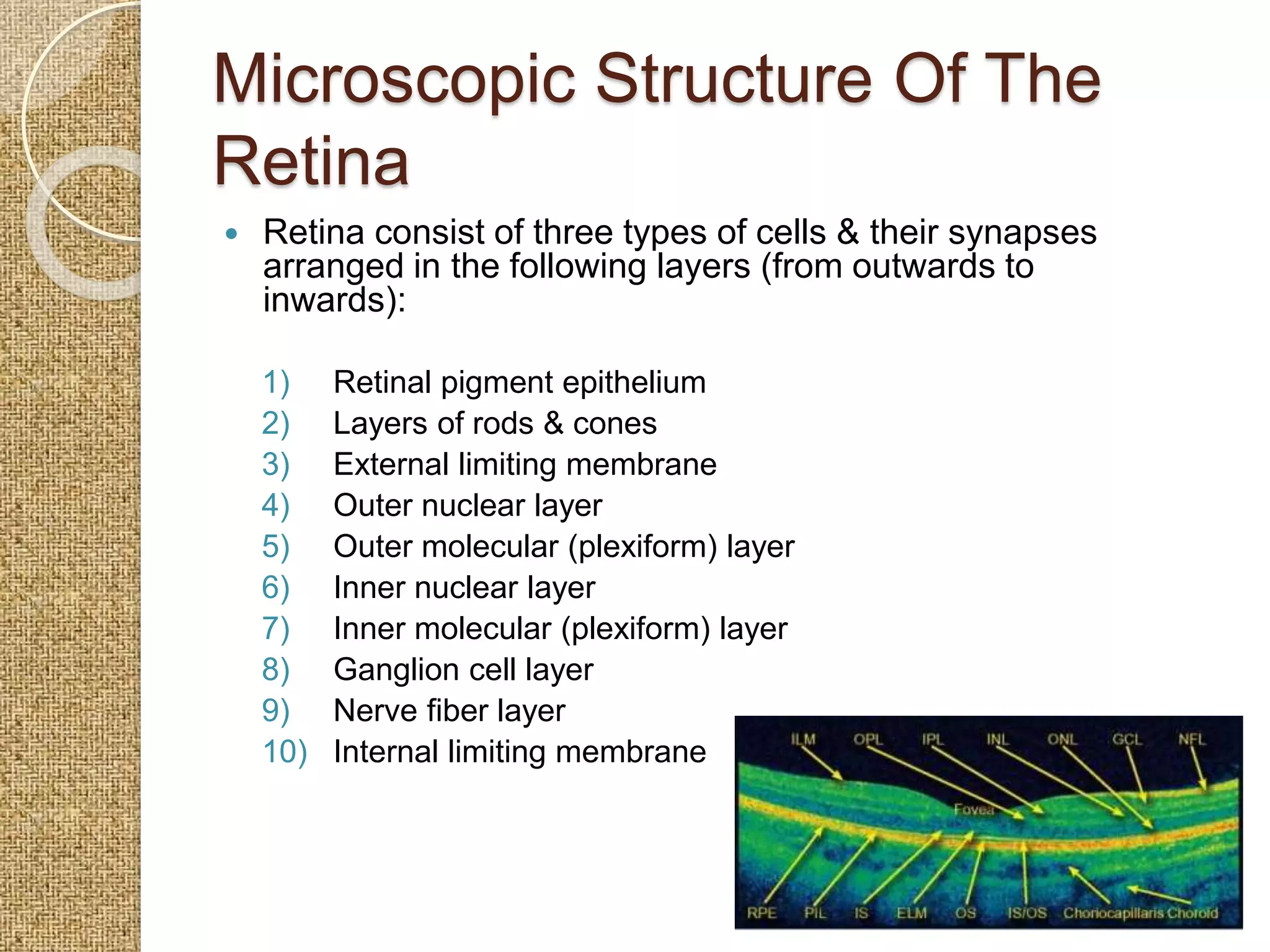 Anatomy of retina | PPTX
