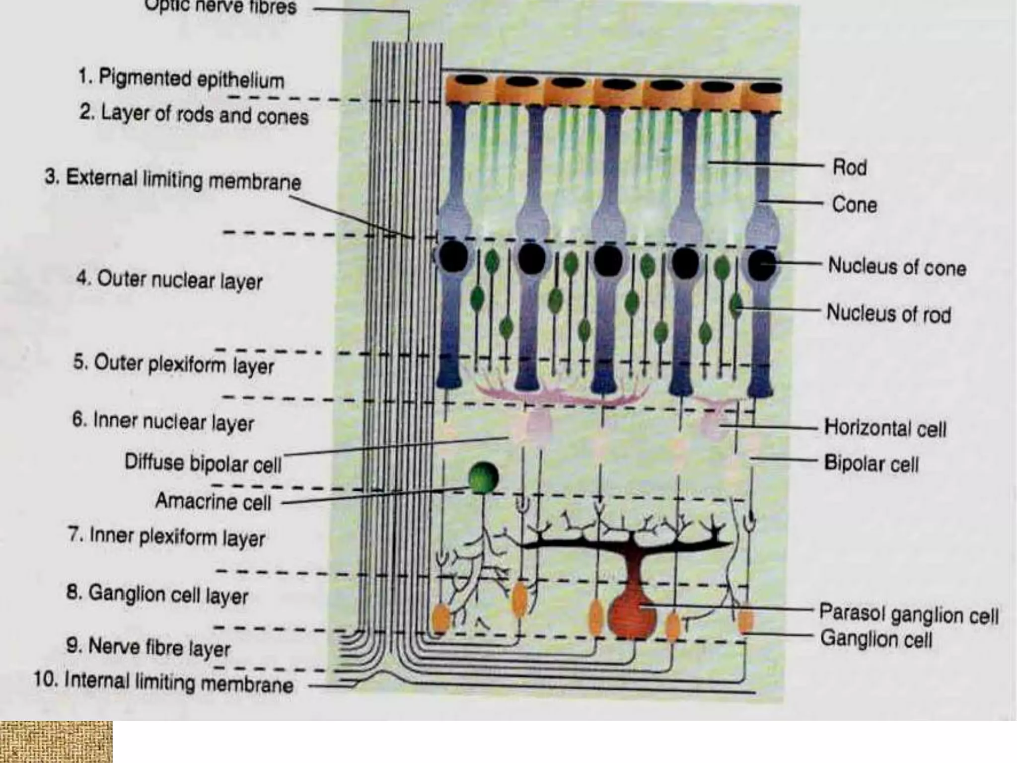 Anatomy of retina | PPTX