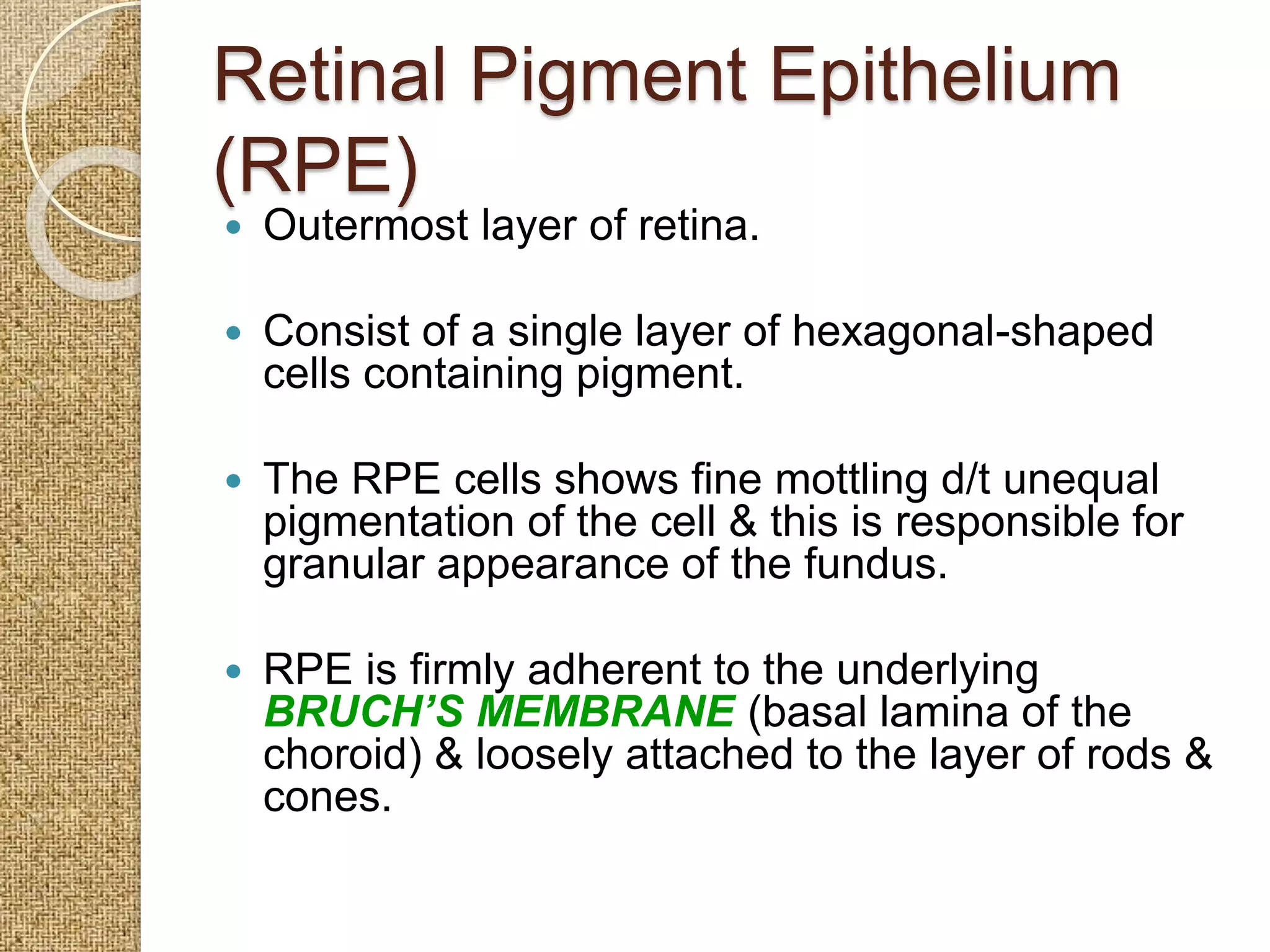 Anatomy of retina | PPTX