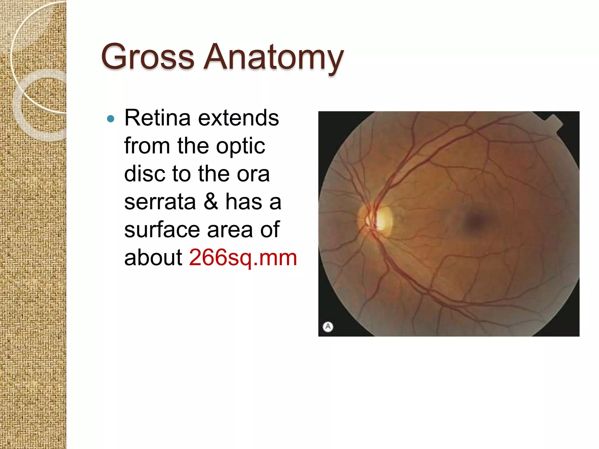 Anatomy of retina | PPTX