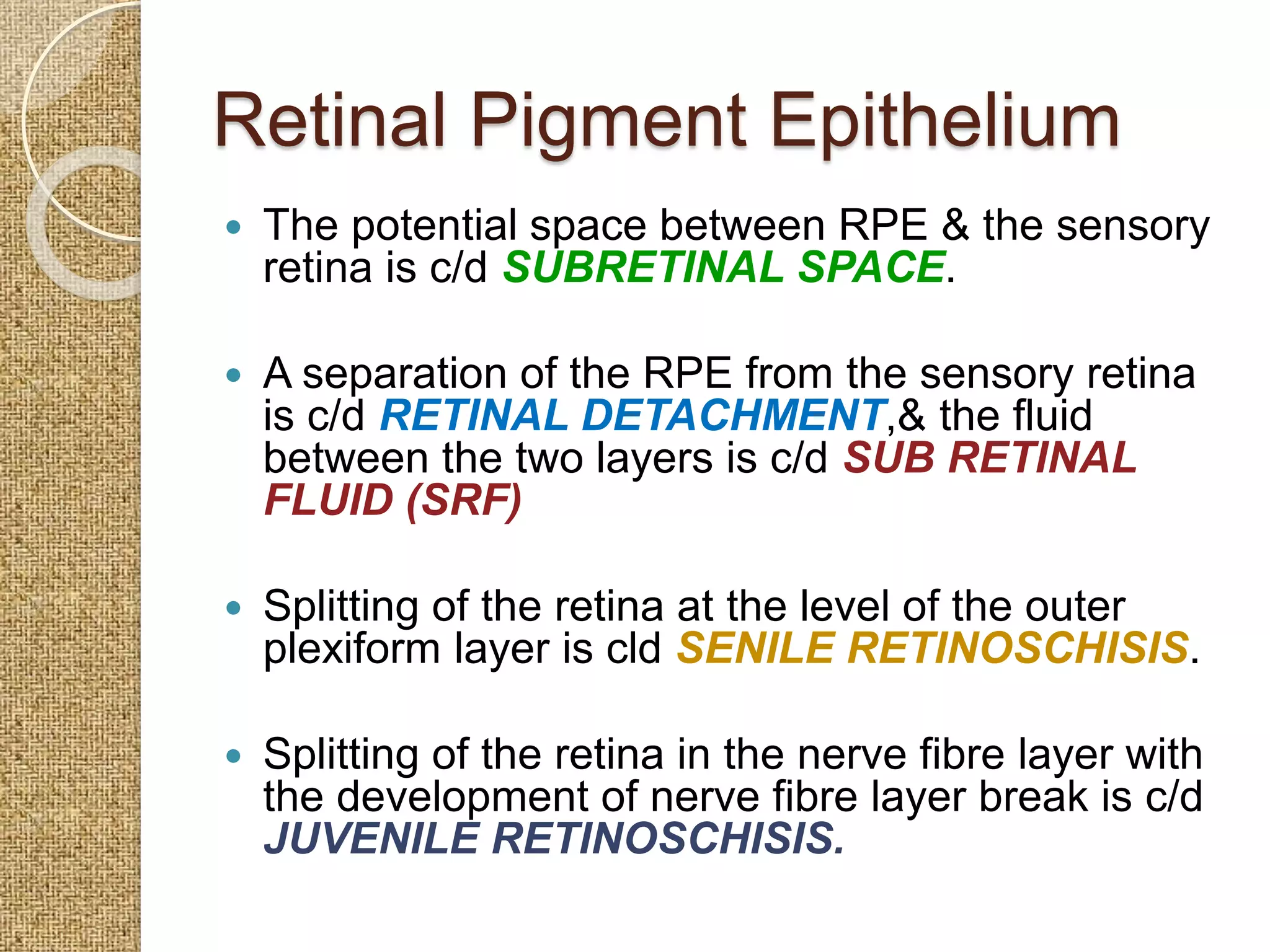 Anatomy of retina | PPTX