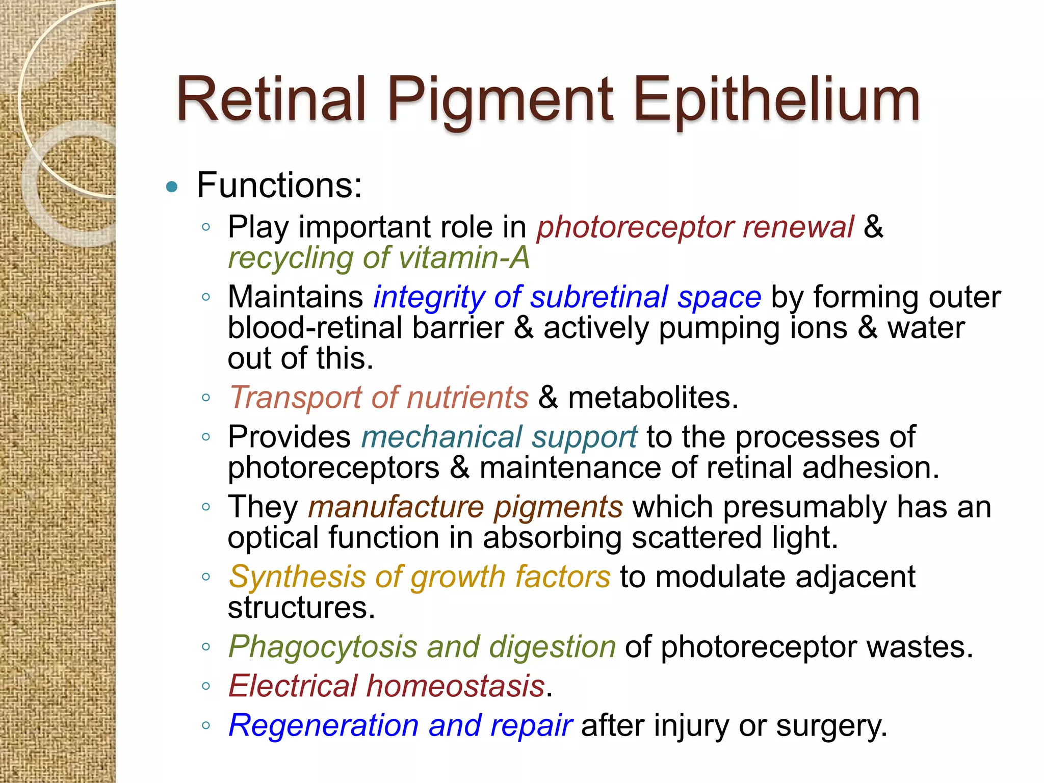 Anatomy of retina | PPTX