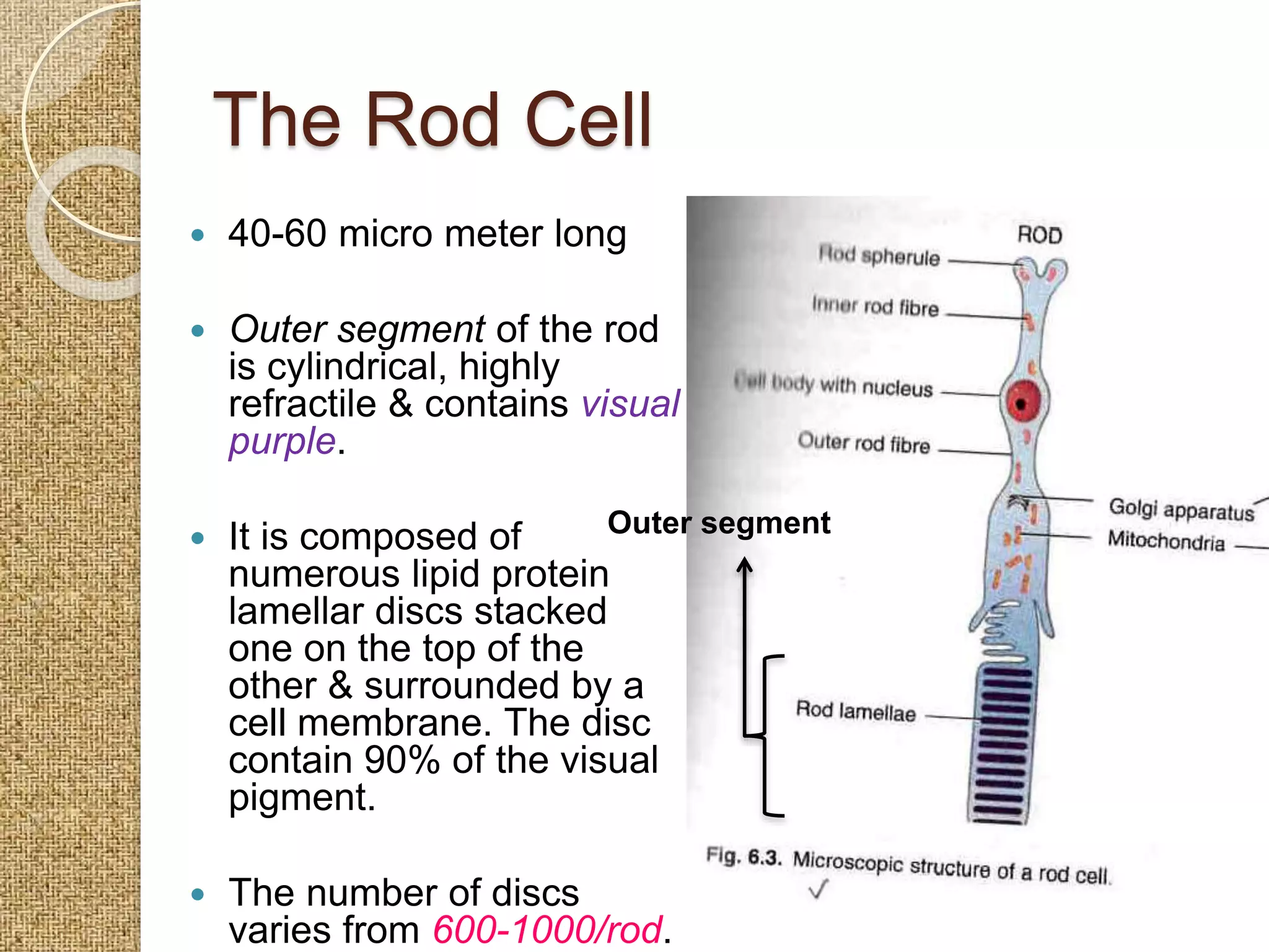 Anatomy of retina | PPTX