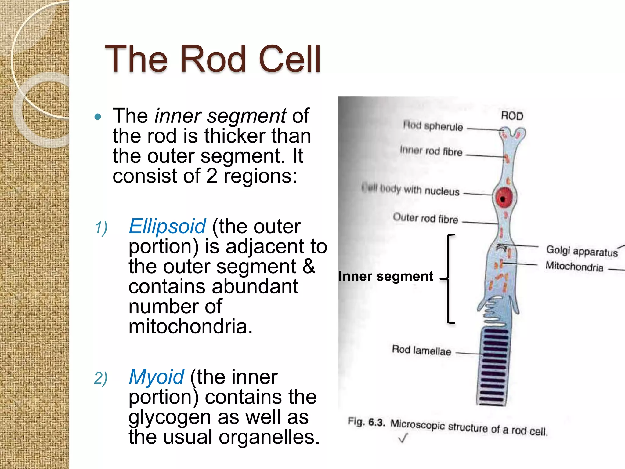 Anatomy of retina | PPTX