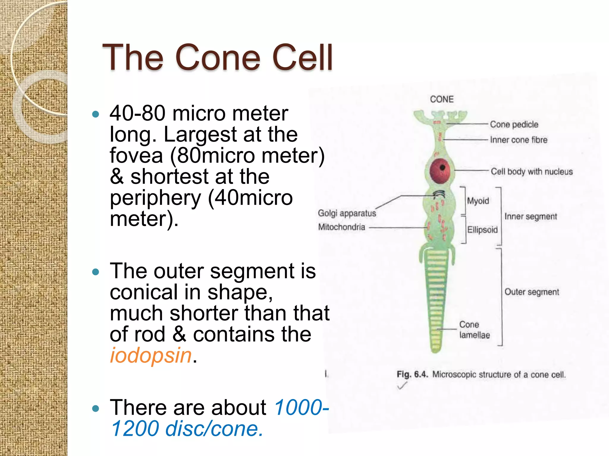 Anatomy of retina | PPTX