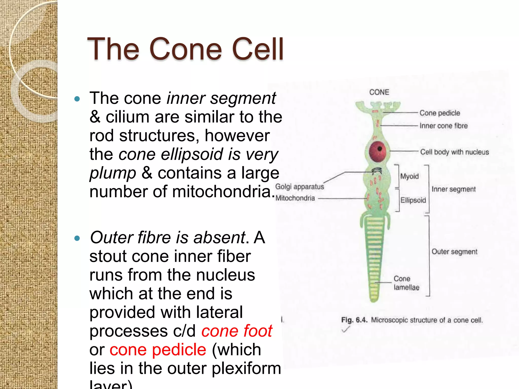 Anatomy of retina | PPTX