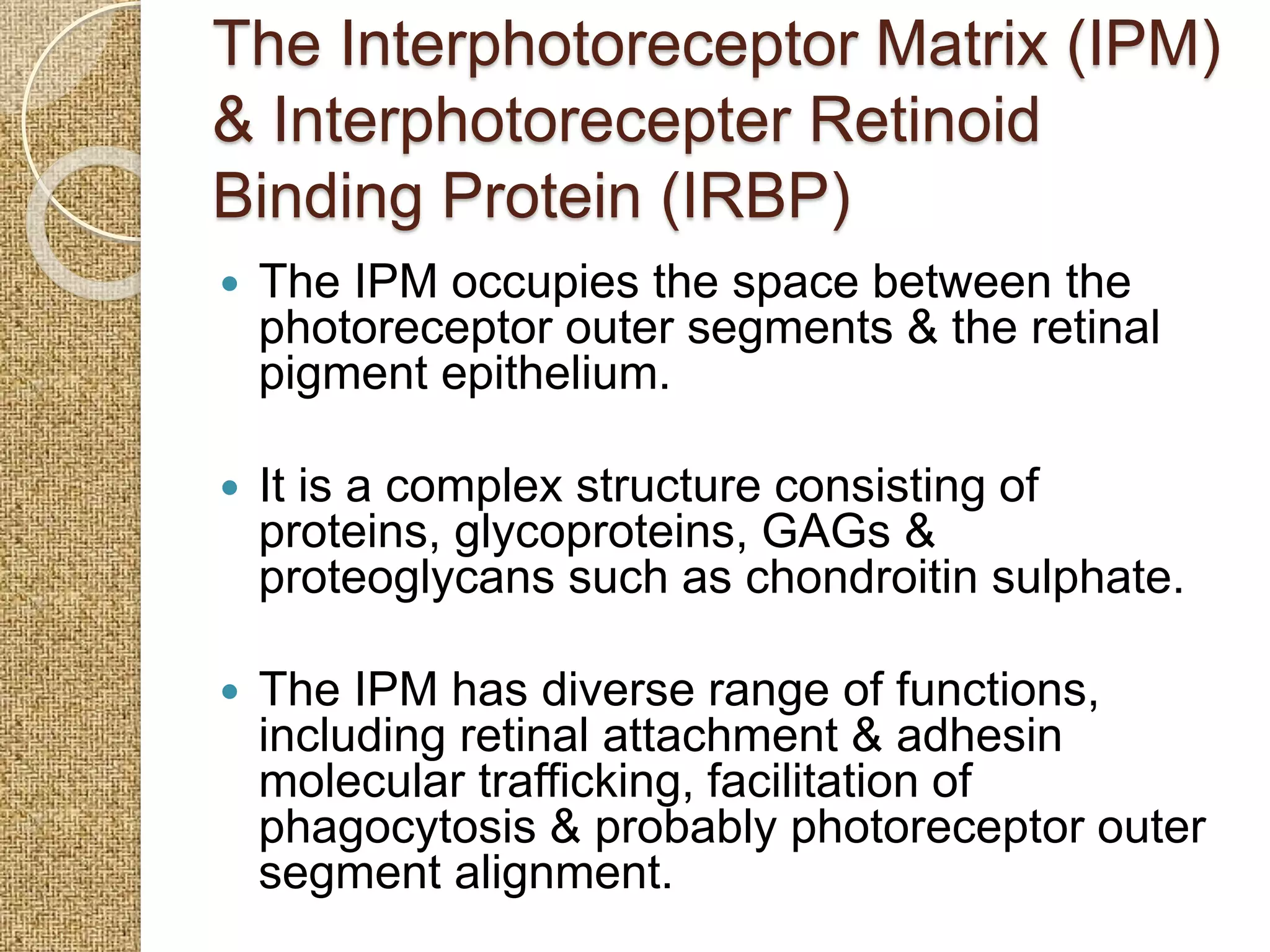 Anatomy of retina | PPTX