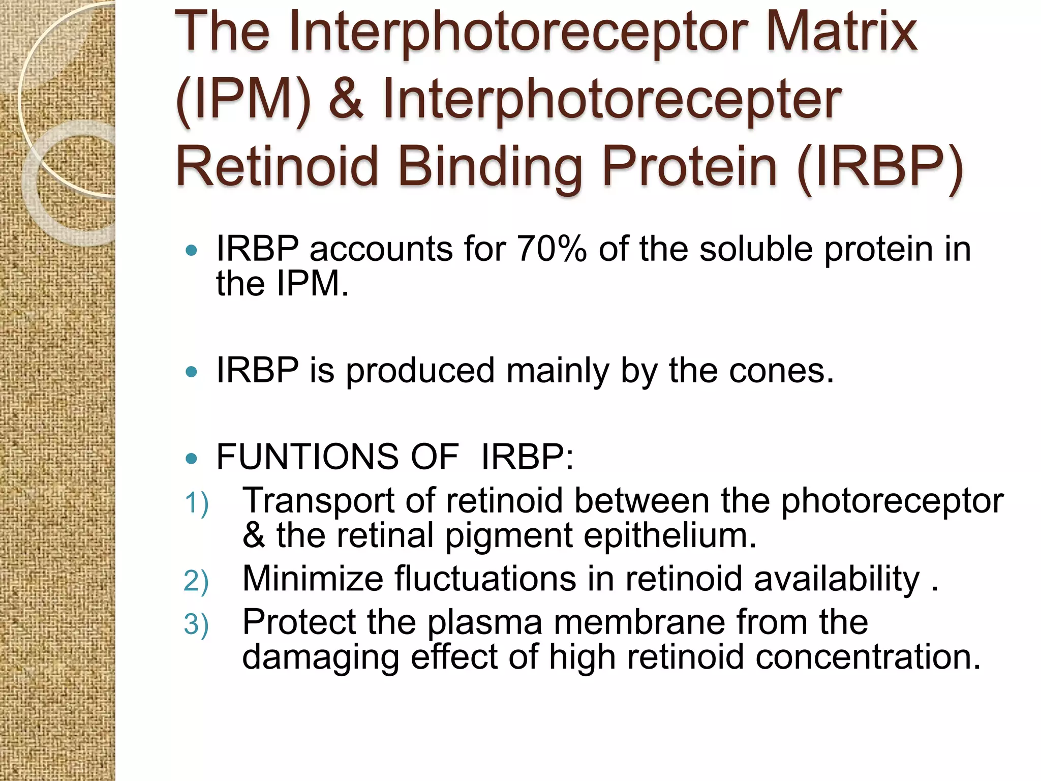 Anatomy of retina | PPTX