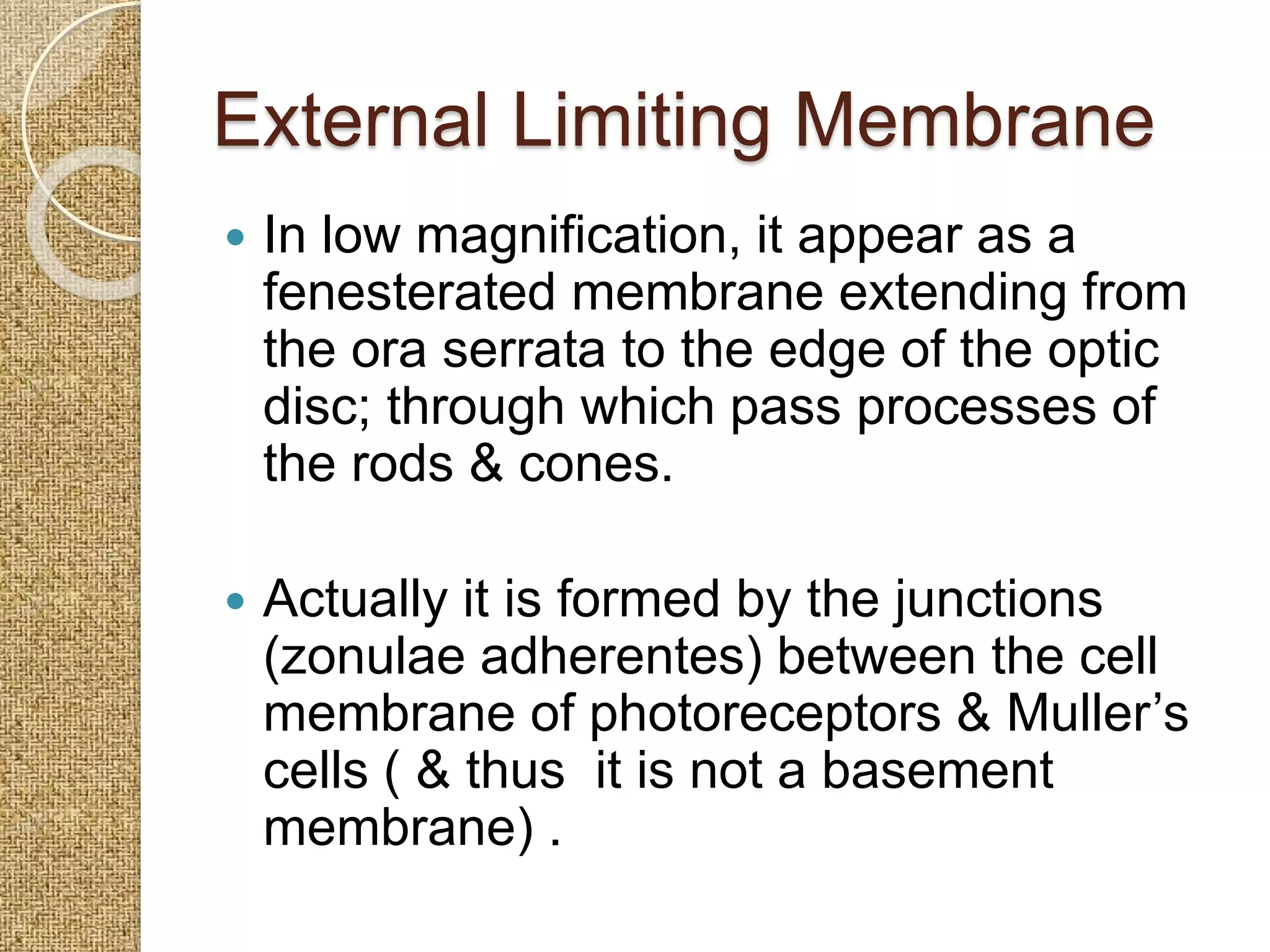 Anatomy of retina | PPTX