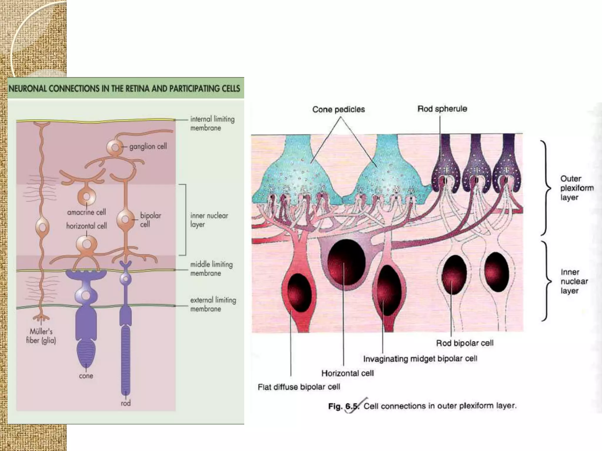 Anatomy of retina | PPTX