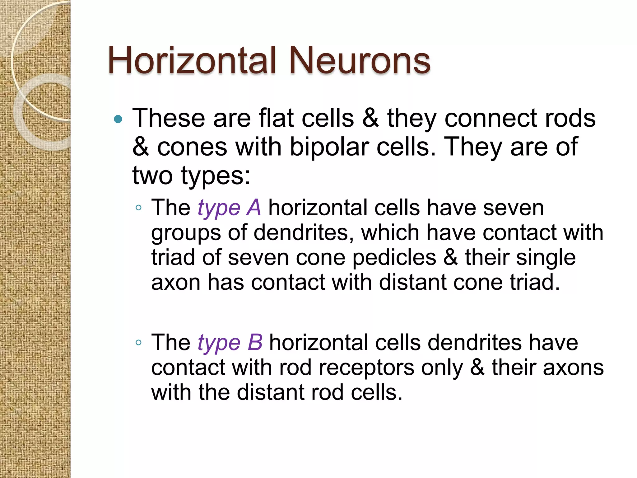 Anatomy of retina | PPTX