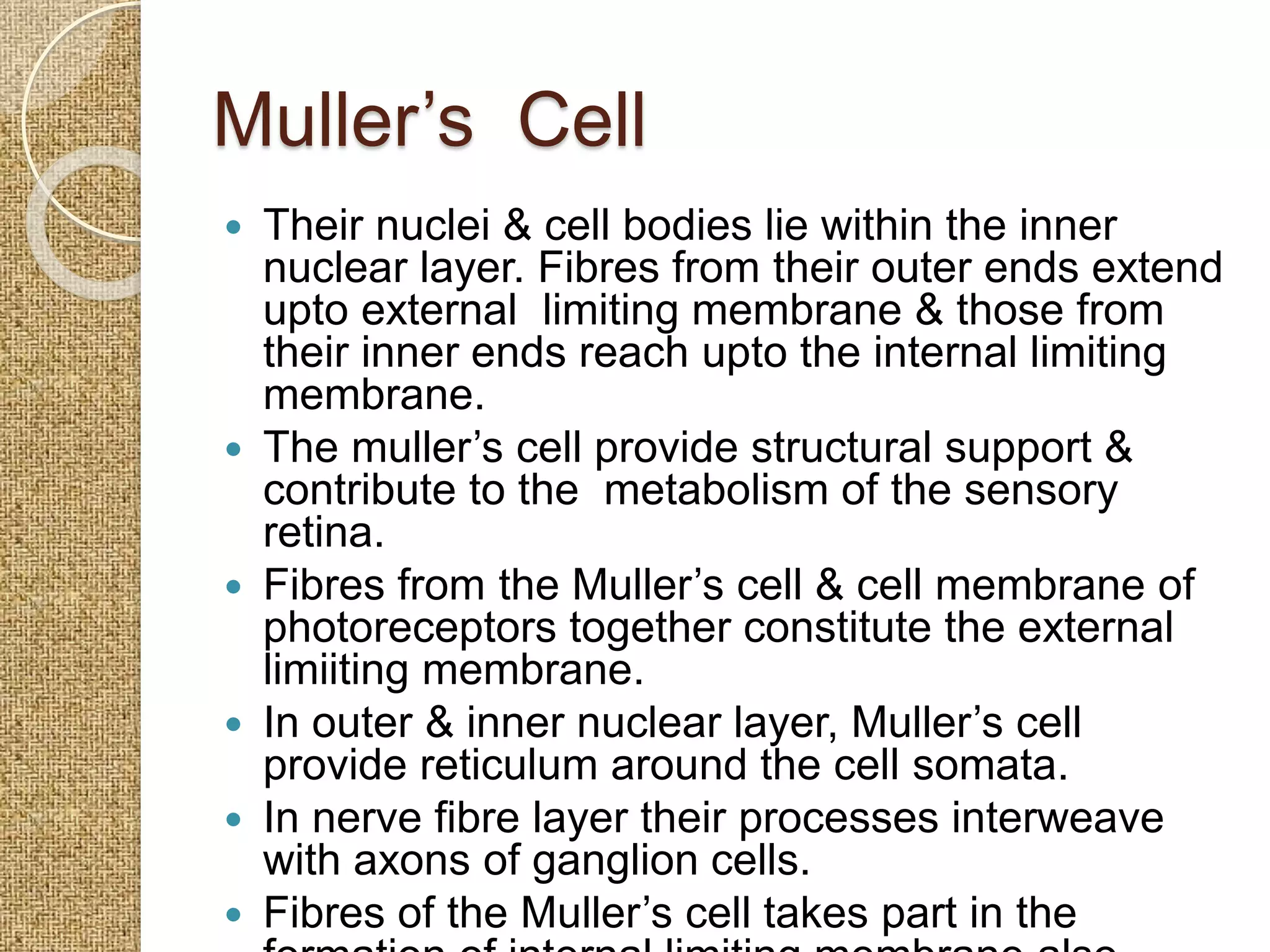 Anatomy of retina | PPTX