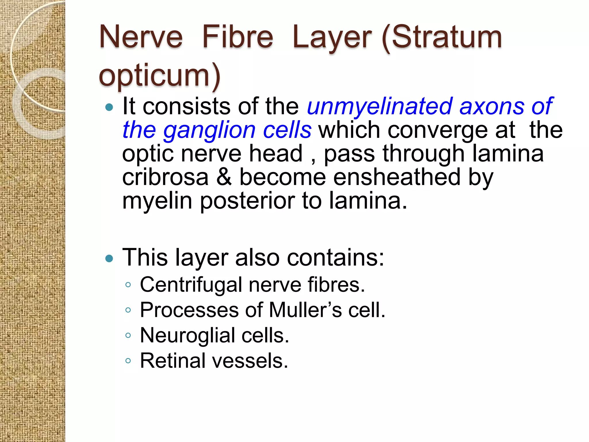Anatomy of retina | PPTX