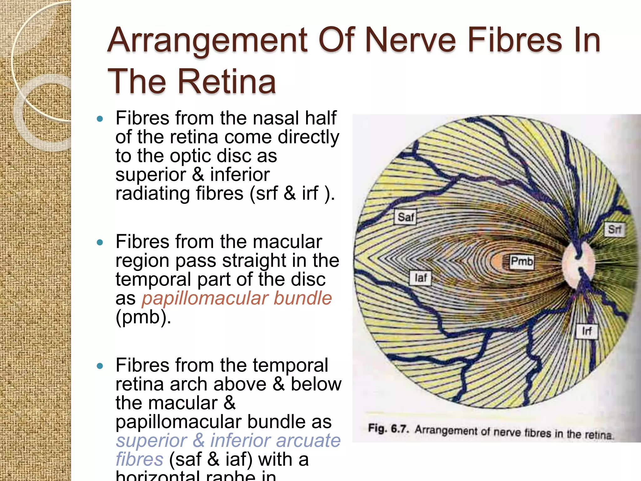 Anatomy of retina | PPTX | Eye and Vision Conditions | Diseases and Conditions