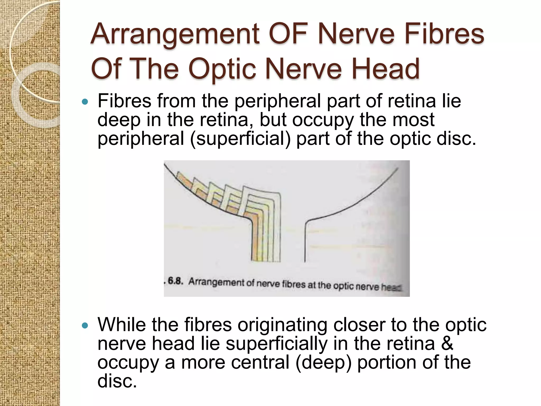 Anatomy of retina | PPTX