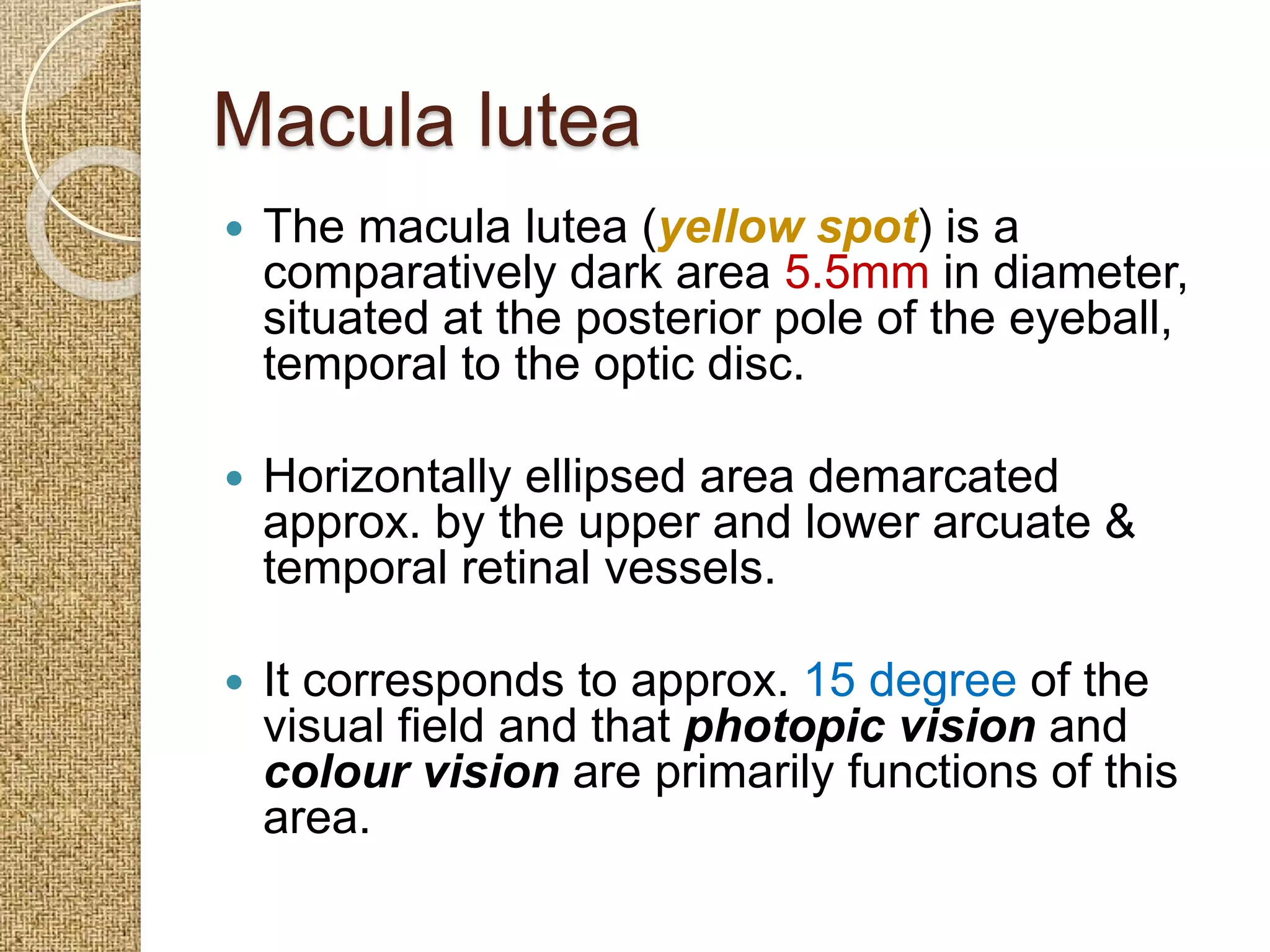 Anatomy of retina | PPTX