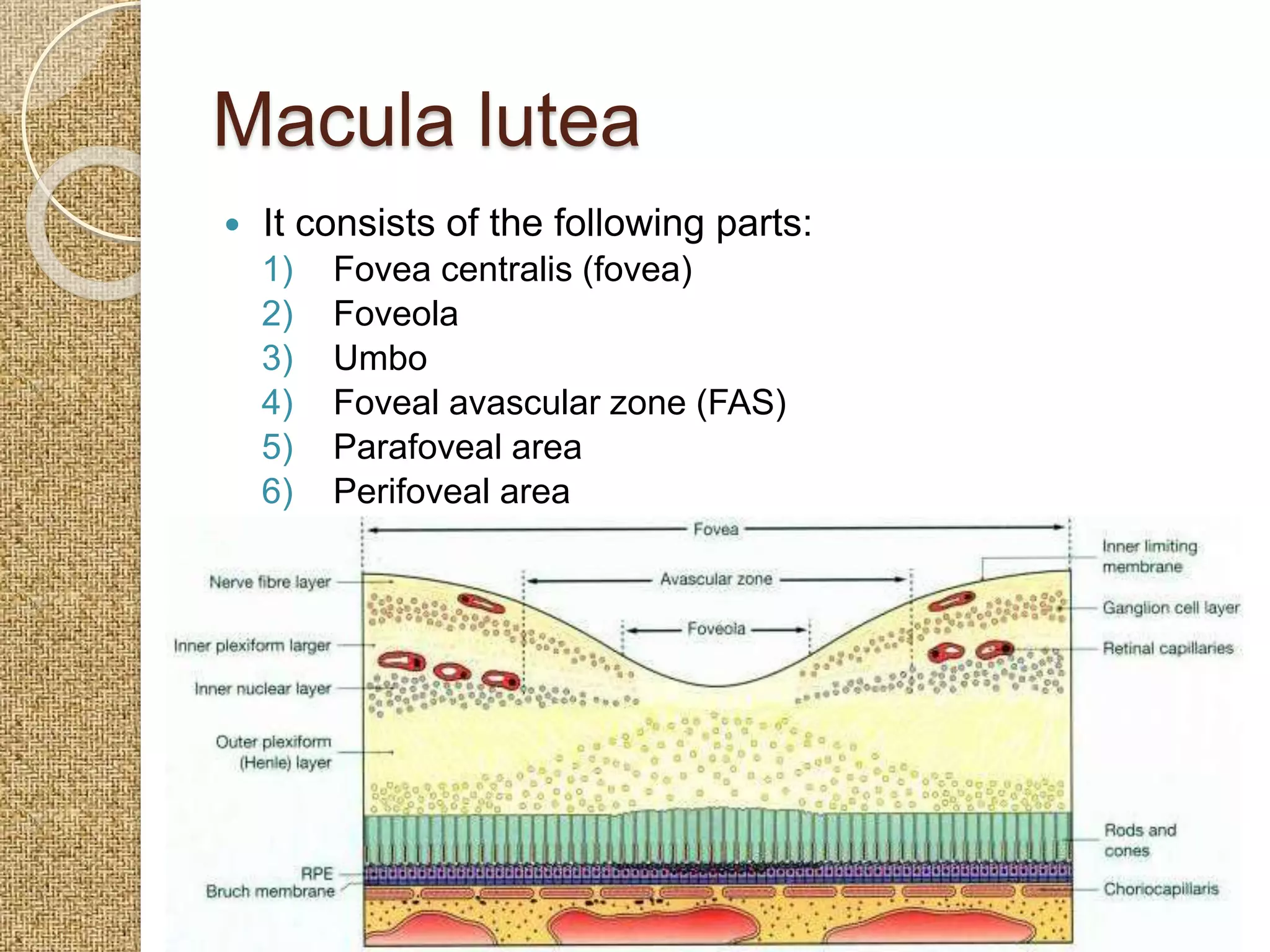 Anatomy of retina | PPTX