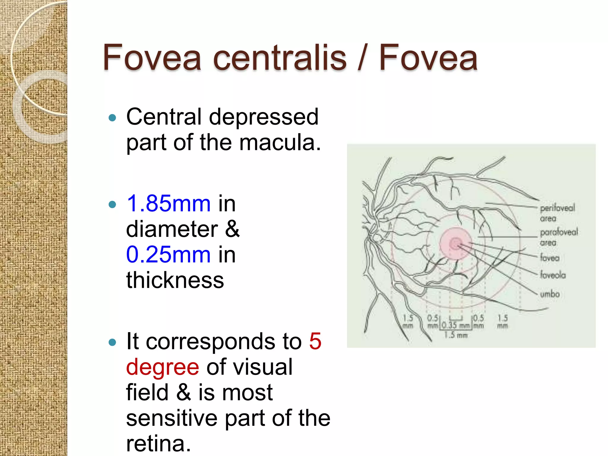Anatomy of retina | PPTX