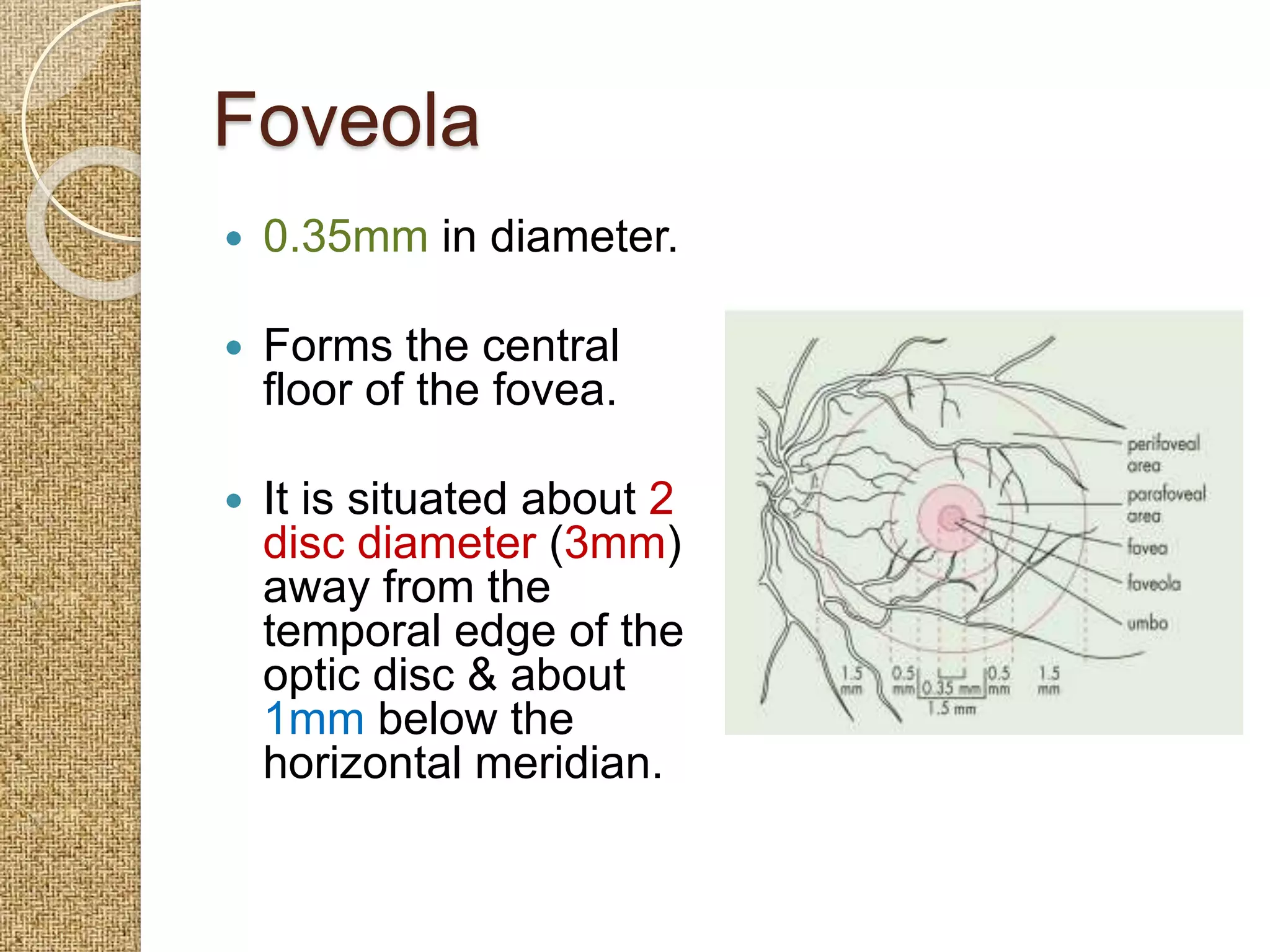 Anatomy of retina | PPTX