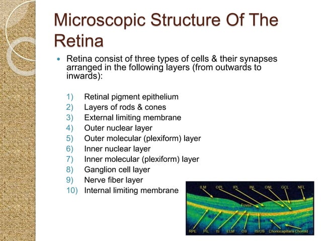 Anatomy of retina | PPTX | Eye and Vision Conditions | Diseases and Conditions