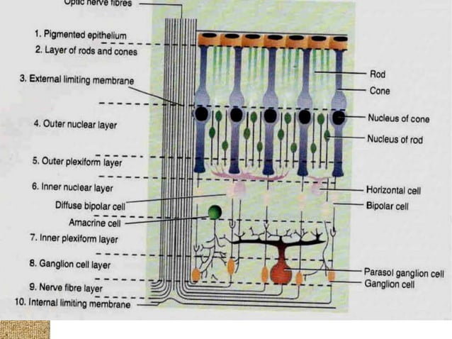 Anatomy of retina | PPTX | Eye and Vision Conditions | Diseases and ...