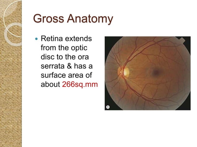 Anatomy of retina | PPTX | Eye and Vision Conditions | Diseases and Conditions